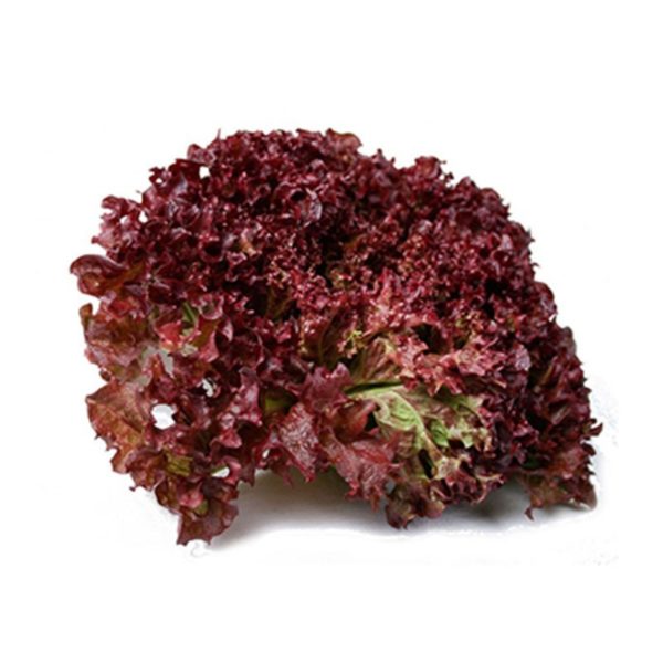 Buy Lettuce Lollo Rossa in Dubai and Sharjah at Best Price | Chefmart